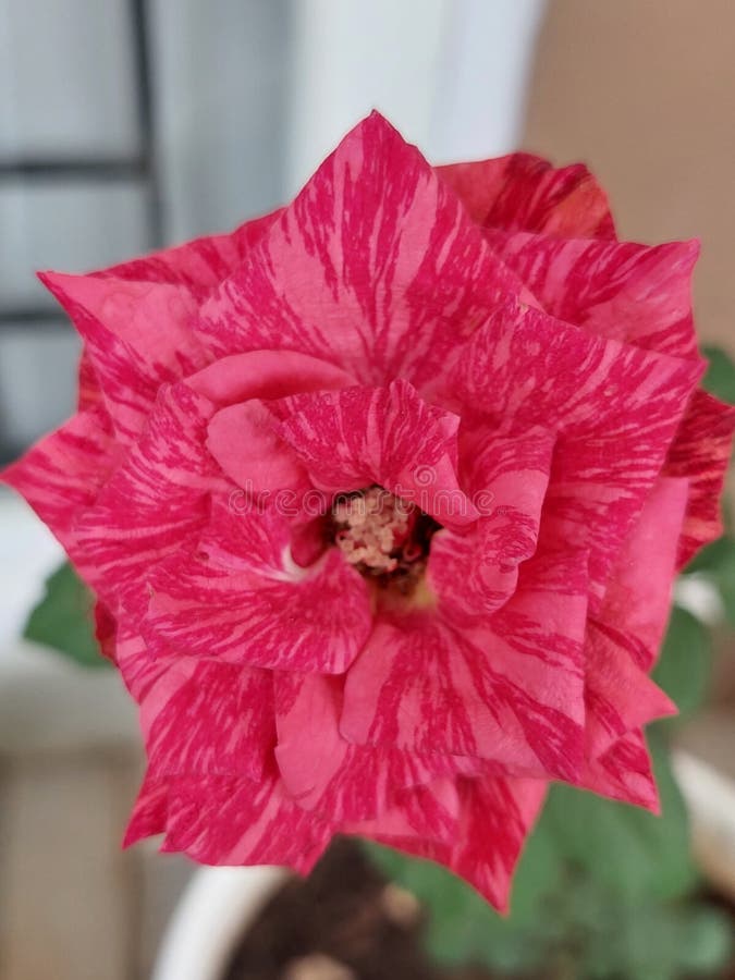 Rose red bloom last night stock image. Image of rose - 242291345