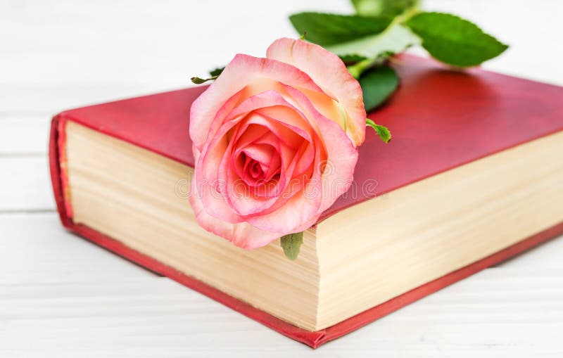 Rose with Red Book on White Wooden Table Stock Image - Image of pink ...