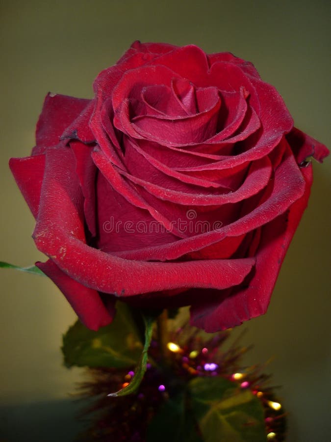 Rose stock image. Image of tinsel, rose, nice, nature - 80547113