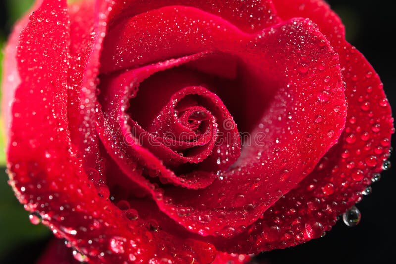 Rose red close up stock photo. Image of fragrance, decoration - 59207834
