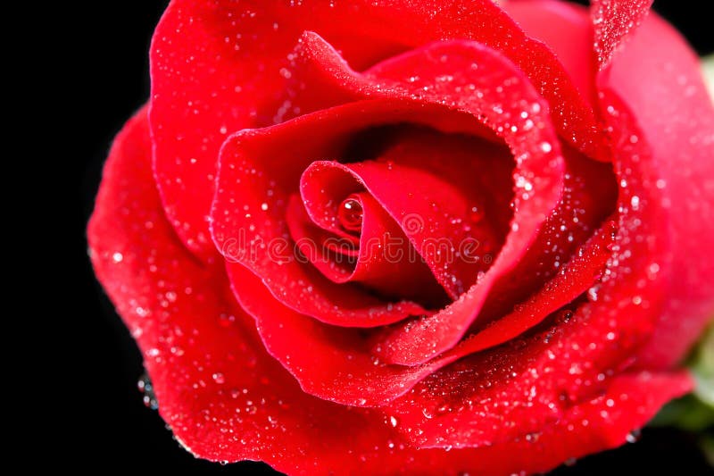 Rose red close up stock photo. Image of bouquet, february - 59489842