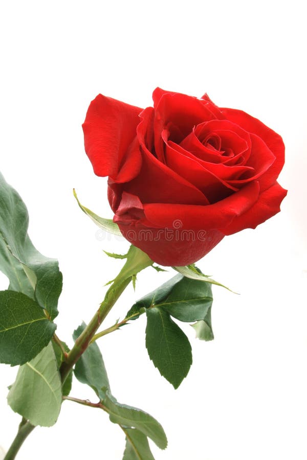 Rose of red color stock image. Image of petal, nature - 10196779