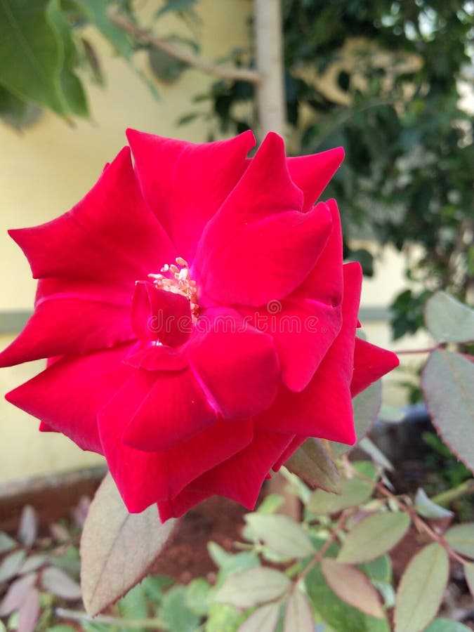 Rose with red colour stock image. Image of colur, roseinda - 136082807