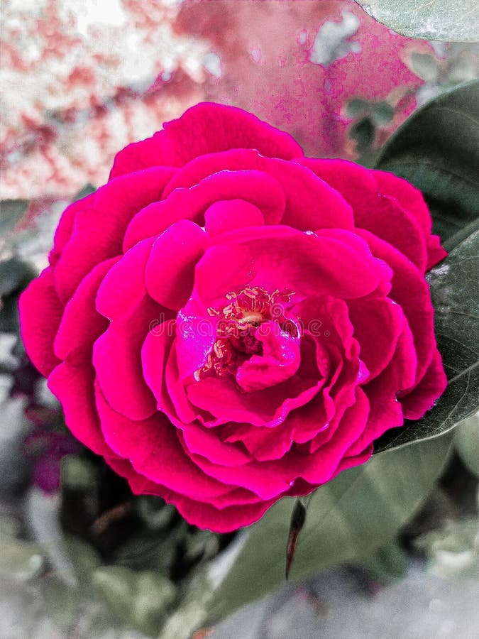 Jgvv Stock Photos - Free & Royalty-Free Stock Photos from Dreamstime