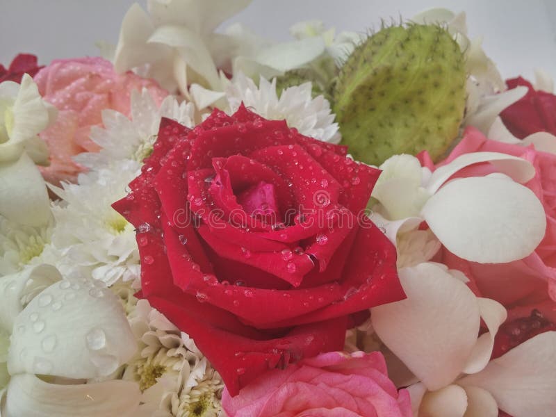 Rose stock photo. Image of represent, care, friendship - 51044130