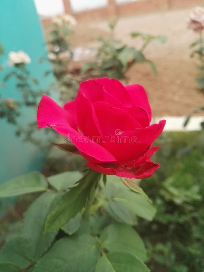 ROSE RED in GARDEN stock image. Image of ornament, garden - 97058447