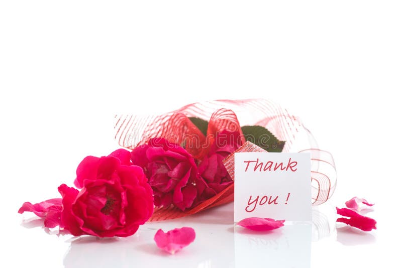 Roses with gratitude stock photo. Image of natural, flora - 47137470
