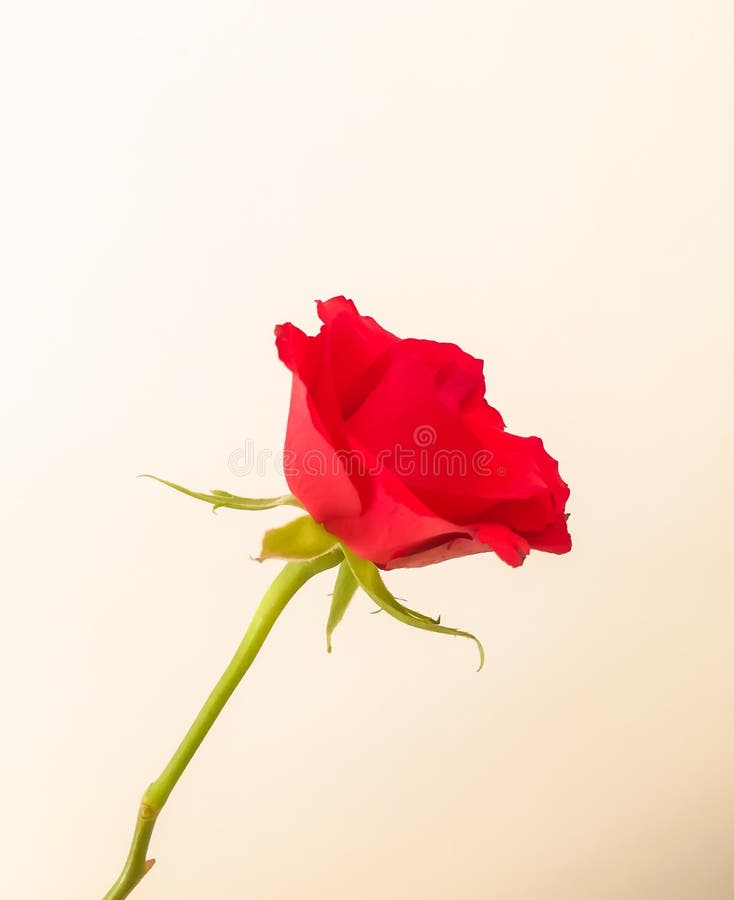 Rose Stalk Stock Photos - Download 5,193 Royalty Free Photos