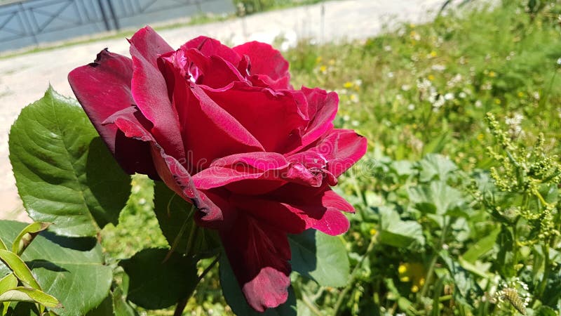 Rose red side and top view stock image. Image of close - 115147073