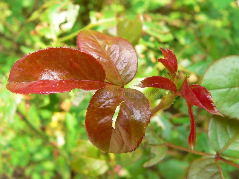 Rose Red Leaves Close Up Photo Stock Photo - Image of buildings ...