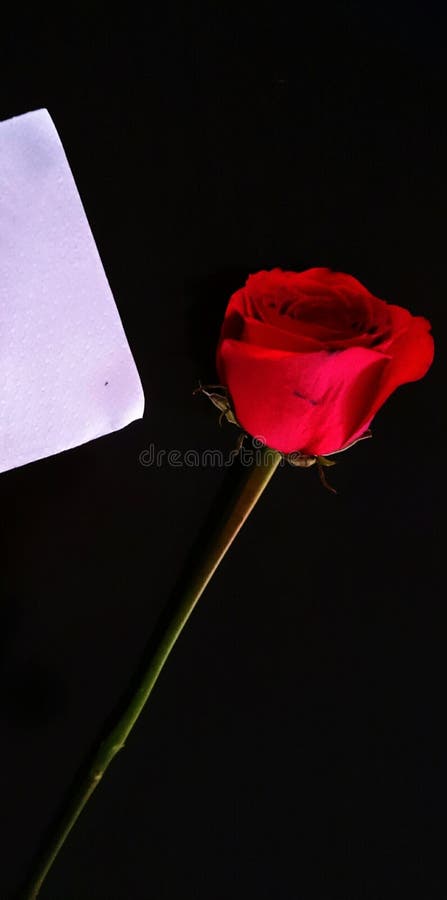 Rose stock photo. Image of love, rose, romance, letter - 53097418
