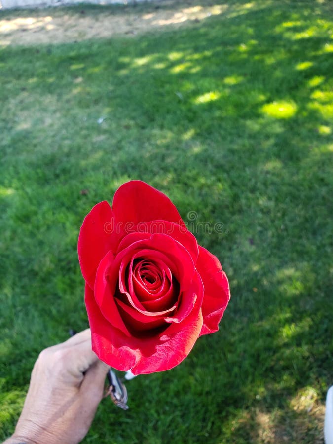 Rose red long stemmed stock photo. Image of flower, blossom - 196800410