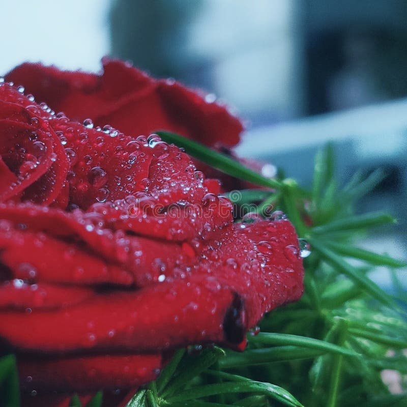 Rose red rose mist winter stock image. Image of flower - 168289339