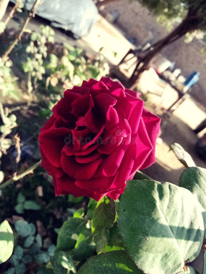 Rose stock image. Image of gods, rose, beautiful - 137759289