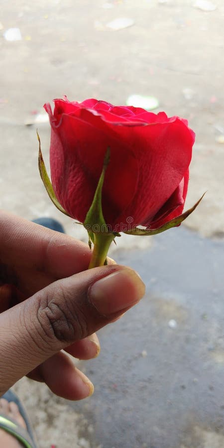 Rose stock image. Image of natural, girls, lover, rose - 112148239