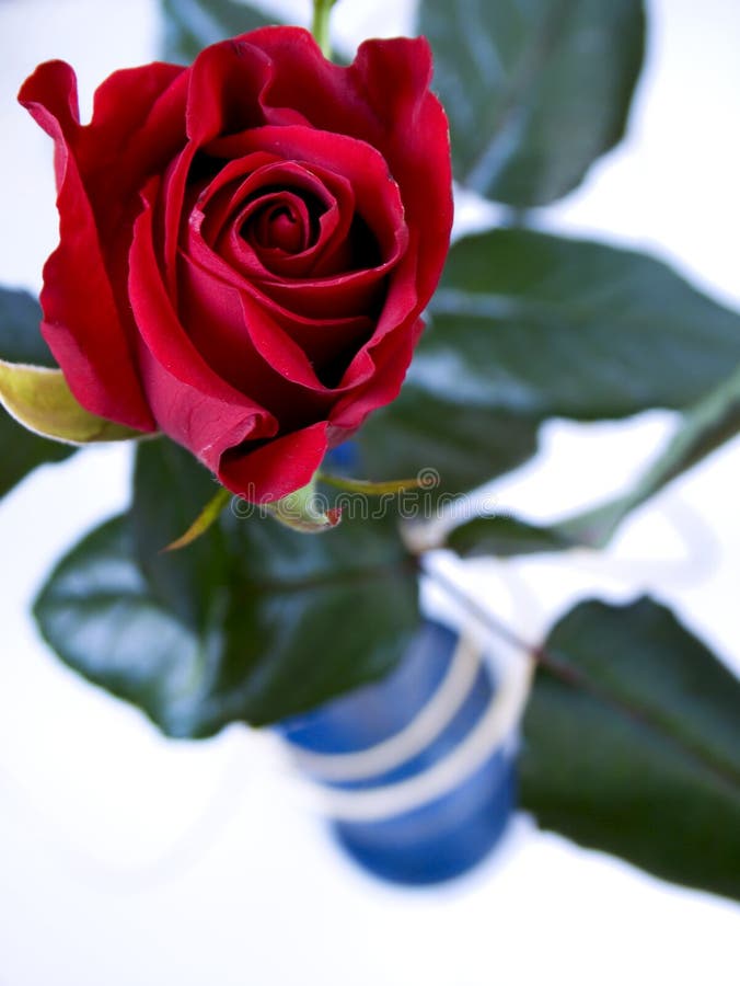Rose - Red rose in vase stock photo. Image of love, card - 475264