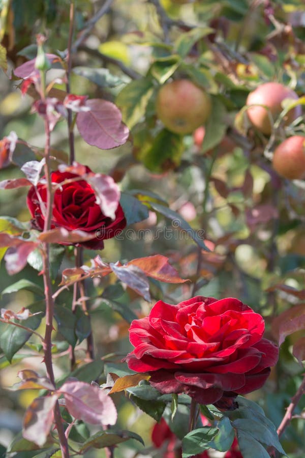 Rose with red roses stock image. Image of printing, precious - 144494219
