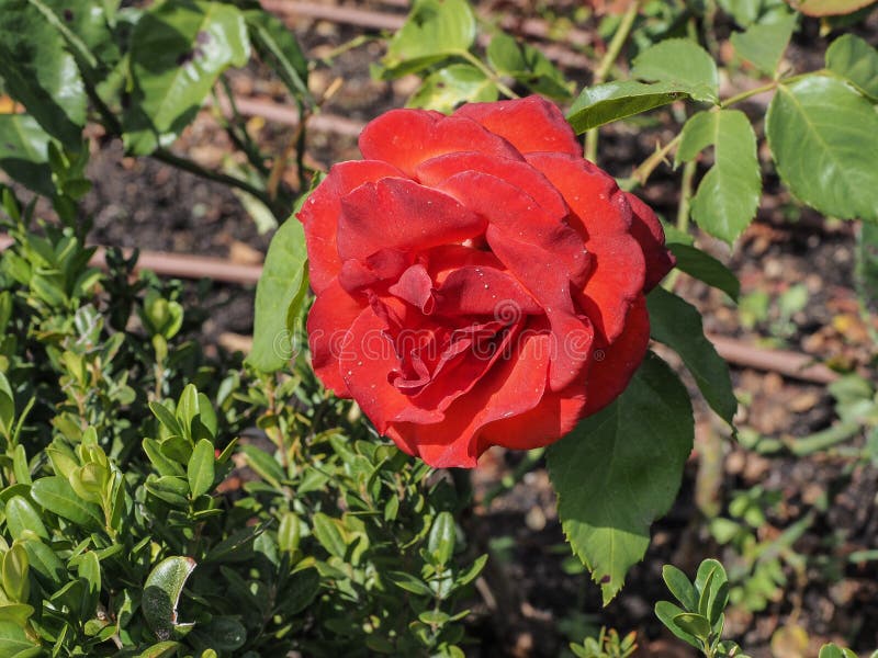 Rose red stock photo. Image of love, background, closeup - 187073352