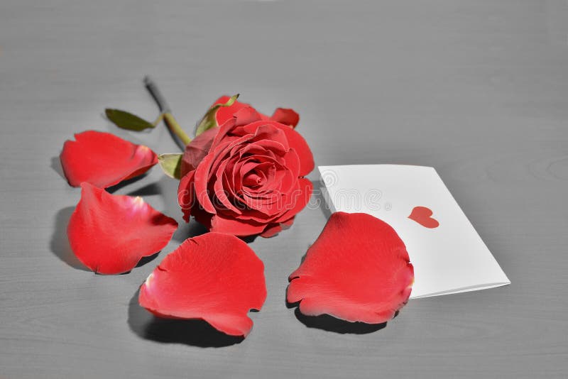 Rose stock image. Image of spring, february, holiday - 37748481