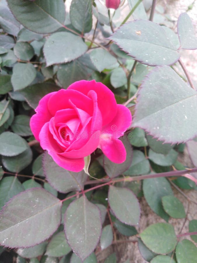 Rose Red Rose Tree Flower Sweet Nature Gulab Indiangulab Awesome Stock ...