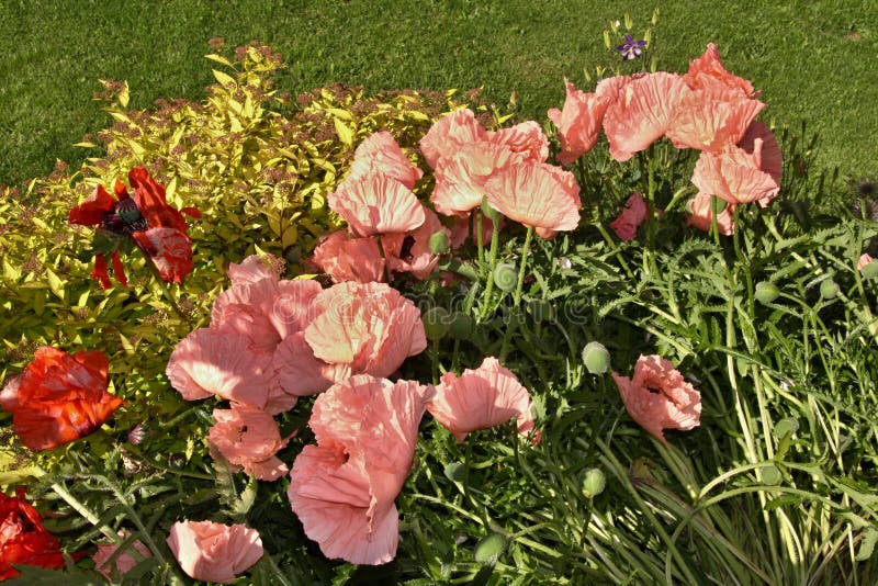 Rose and red weed stock photo. Image of detail, meadow - 43284048