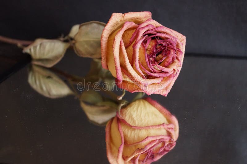 Rose reflection stock photo. Image of dead, leaves, nature - 51168872