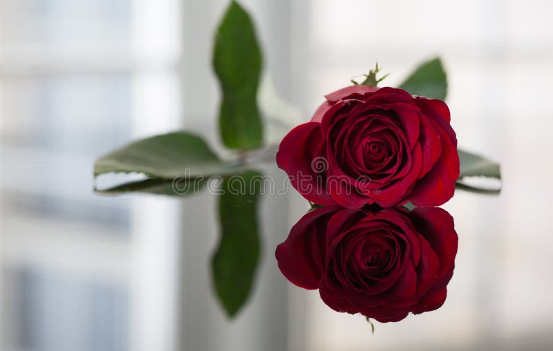 Rose with reflection stock image. Image of reflection - 108924109