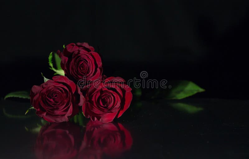 Rose with reflection stock image. Image of roses, surface - 108924115