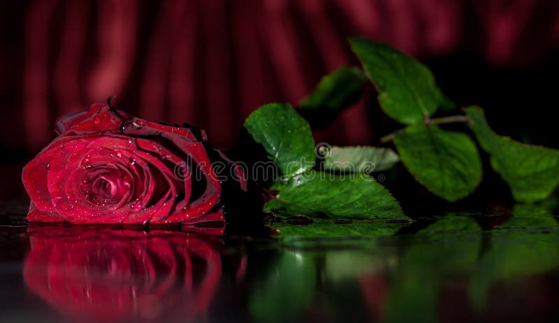 Rose Reflection on the Table Stock Photo - Image of petal, flower ...