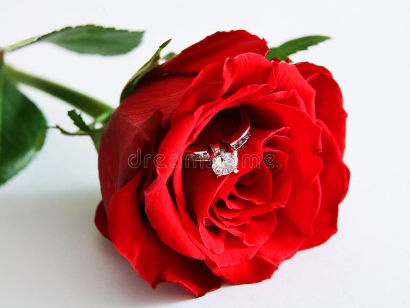Rose and ring 2 stock image. Image of diamond, wedding - 2407481