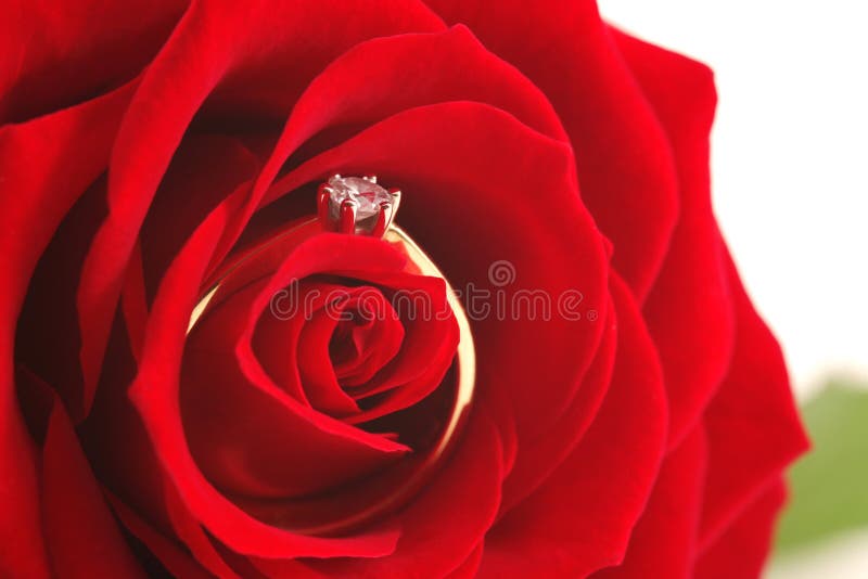 Red Rose and Ring stock photo. Image of pair, marry, togetherness - 399444