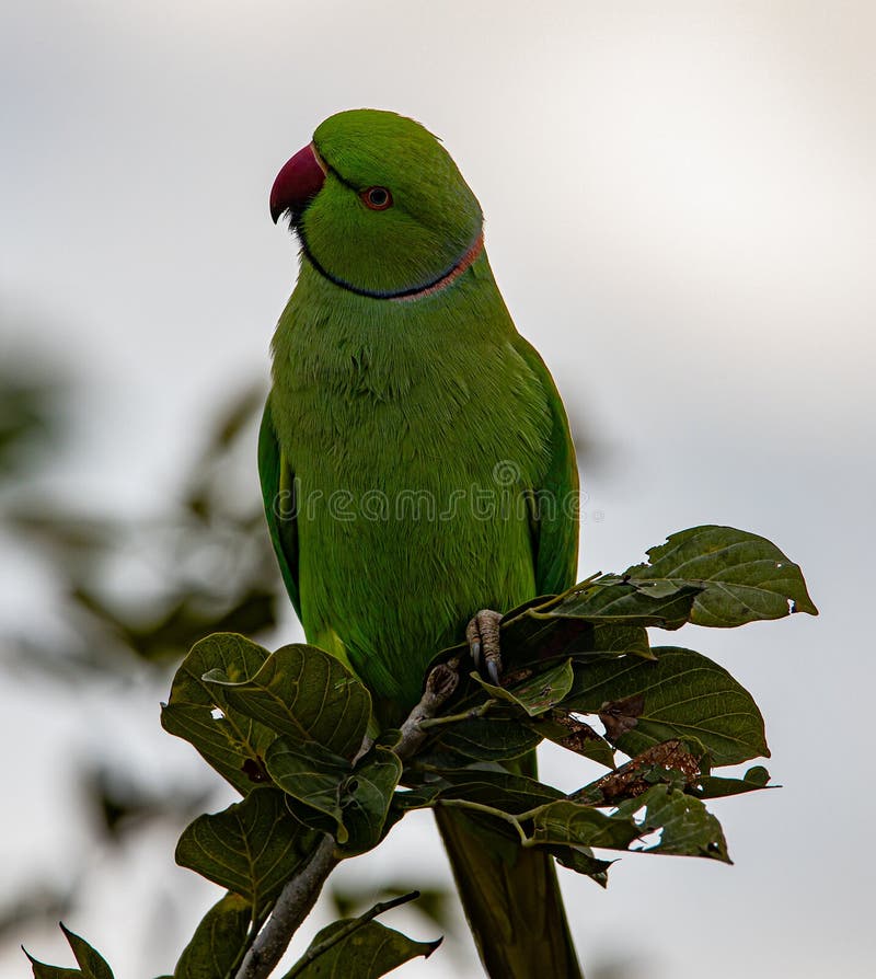 Rose ringed parakeet stock image. Image of animal, finch - 199164293