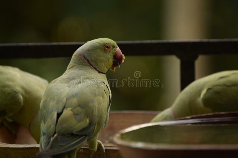 Rose Ringed Parakeet Also Known As the Ring Necked Parakeet Stock Photo ...
