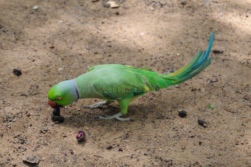 The Rose-ringed Parakeet, Also Known As the Ring-necked Parakeet, is a ...