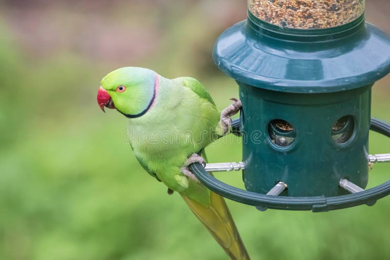 Rose-Ringed Parakeet on Bird Feeder. Psittacula Krameri Stock Photo ...