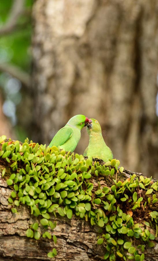 Rose-ringed Parakeet Bird Pair Feeds One Another on a Tree in the ...