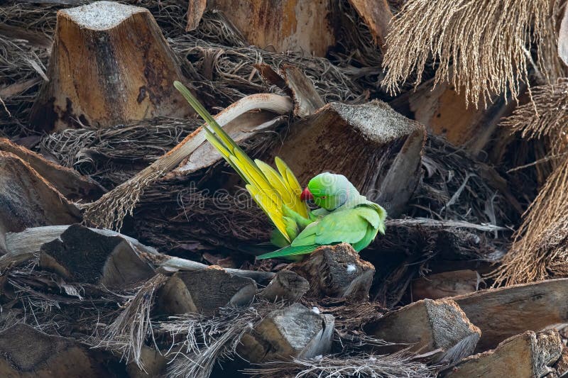 Rose-ringed Parakeet Cleaning Its Feathers in a Palm Tree Stock Image ...