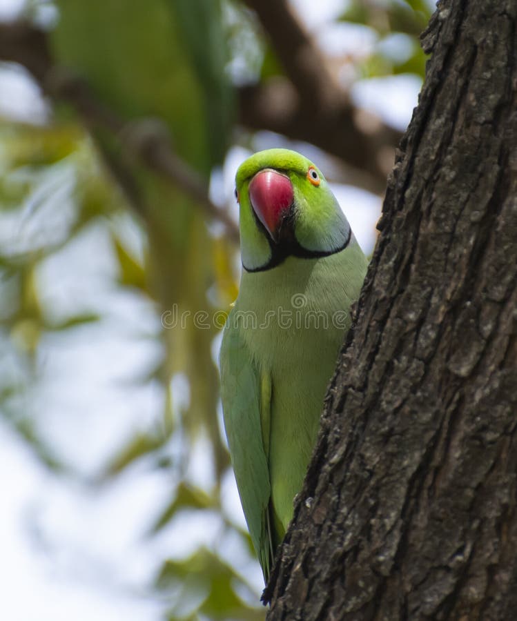 Rose-ringed Parakeet Closeup Shot Stock Image - Image of watching, shot ...