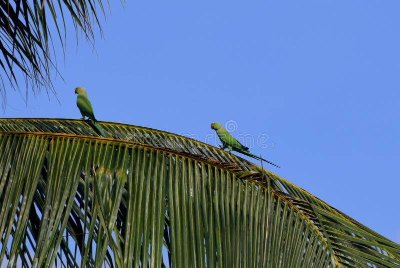 Green paradise stock photo. Image of elegance, nature - 133041680