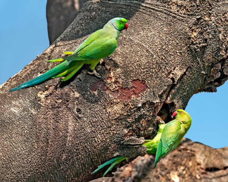 Rose ringed parakeet stock photo. Image of parrot, parakeet - 165454114