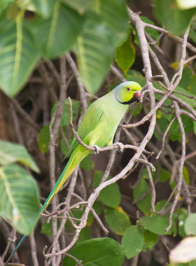 Rose-ringed Parakeet stock image. Image of blue, close - 60256103