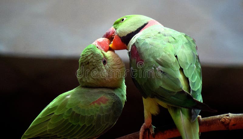 Parakeet love stock photo. Image of together, parakeet - 128771200