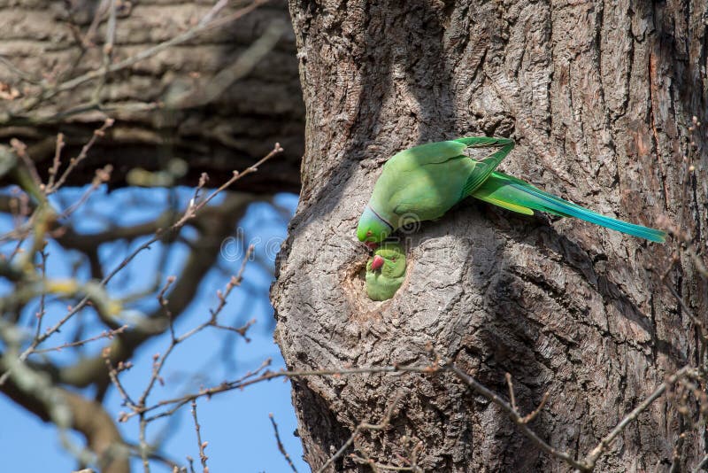 A Rose-ringed Parakeet Pair Outside Its Nesting Hole Stock Photo ...