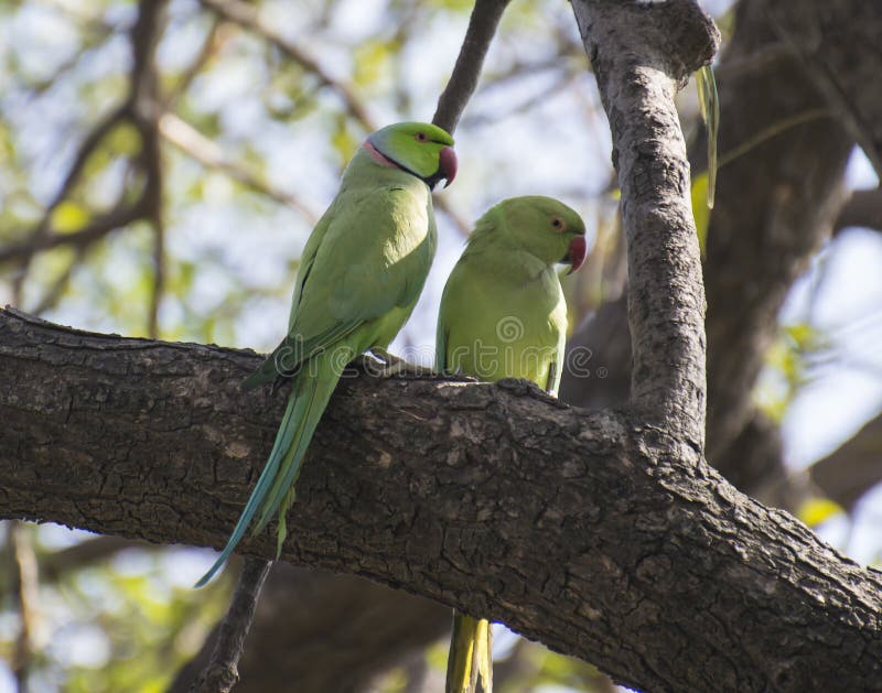 Rose-ringed Parakeet Pair stock image. Image of pair - 71395913