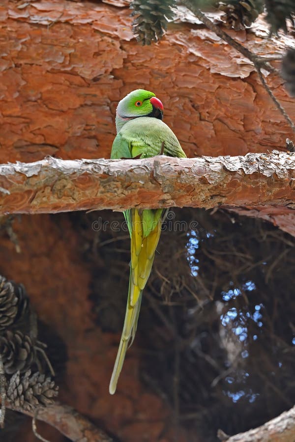 Rose-ringed Parakeet in a Palm Tree Stock Image - Image of species ...