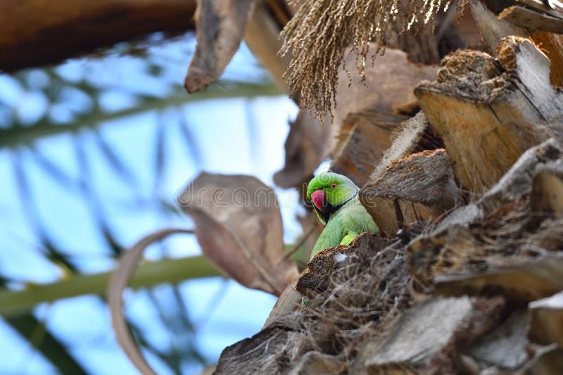Rose-ringed Parakeet in a Palm Tree Stock Photo - Image of natural ...