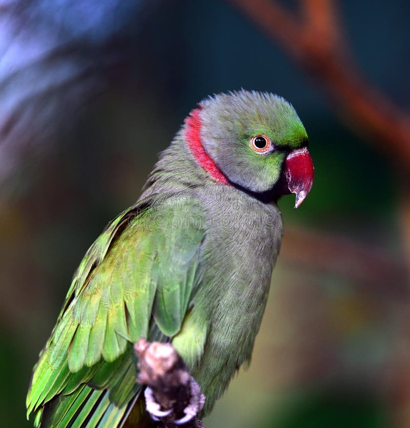 Rose-ringed Parakeet stock photo. Image of rose, birds - 63304656