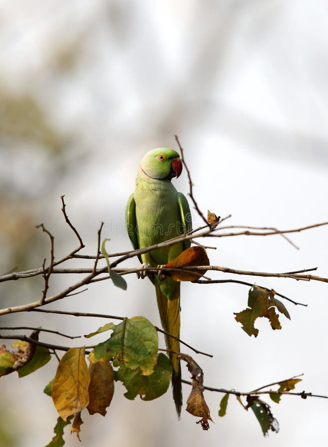 The Rose-ringed Parakeet in Pench Tiger Reserve Stock Photo - Image of ...