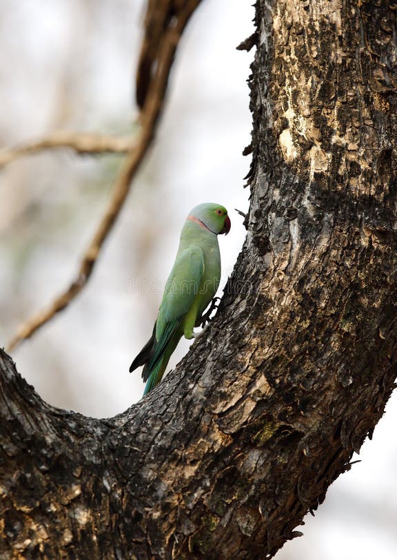 The Rose-ringed Parakeet Perched on a Tree Stock Image - Image of pench ...