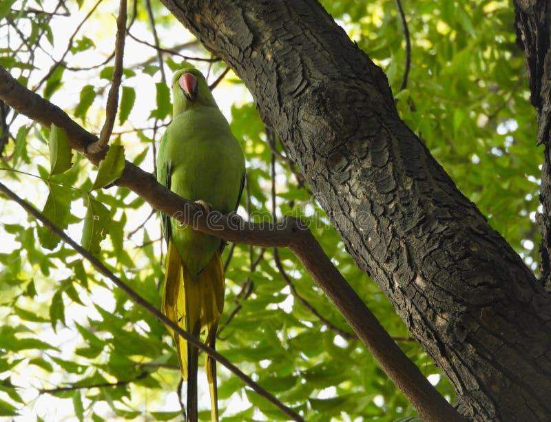Parakeet stock photo. Image of avian, trunk, outdoor - 138032876